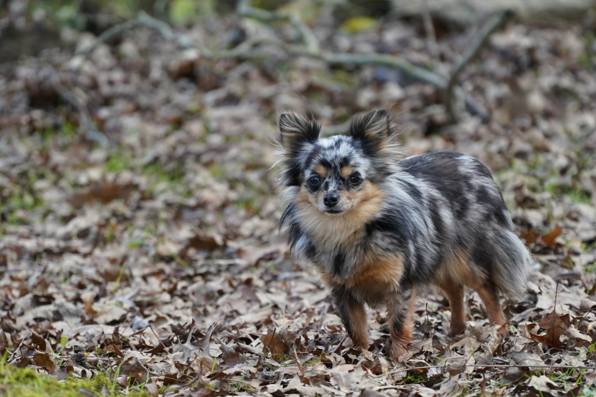 Découvrez les Types de Chihuahuas : Poil Court, Poil Long et Variétés ...